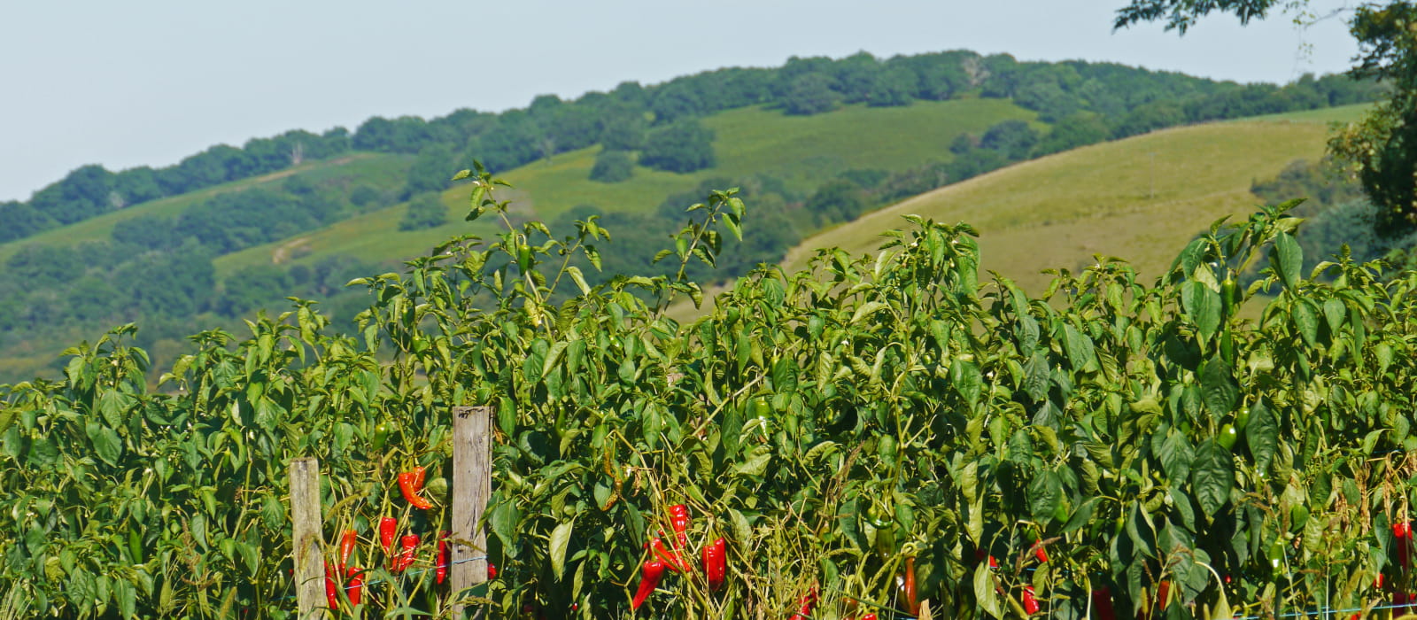 Ainhoa - En Pays Basque